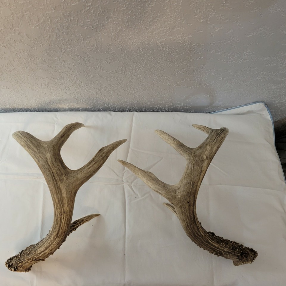 Atypical 9 Point Whitetail Deer Antlers From West Central Minnesota | eBay