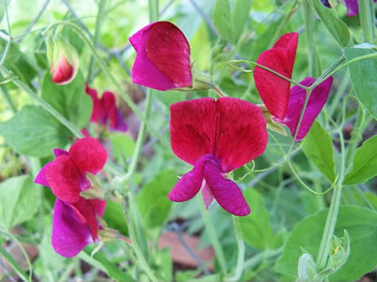 Red Flower Sweet Pea