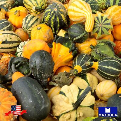 30 Gourds Fresh Seeds - Small Mix Non-GMO Heirloom Vegetable BOGO 50% ...
