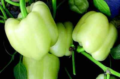 Diamond Pepper Seeds | Sweet | White Peppers | Organic | Rare | Bell ...