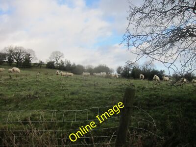 Photo 12x8 Sheep in rough grazing below Halhill Farm Fawfieldhead c2014 ...