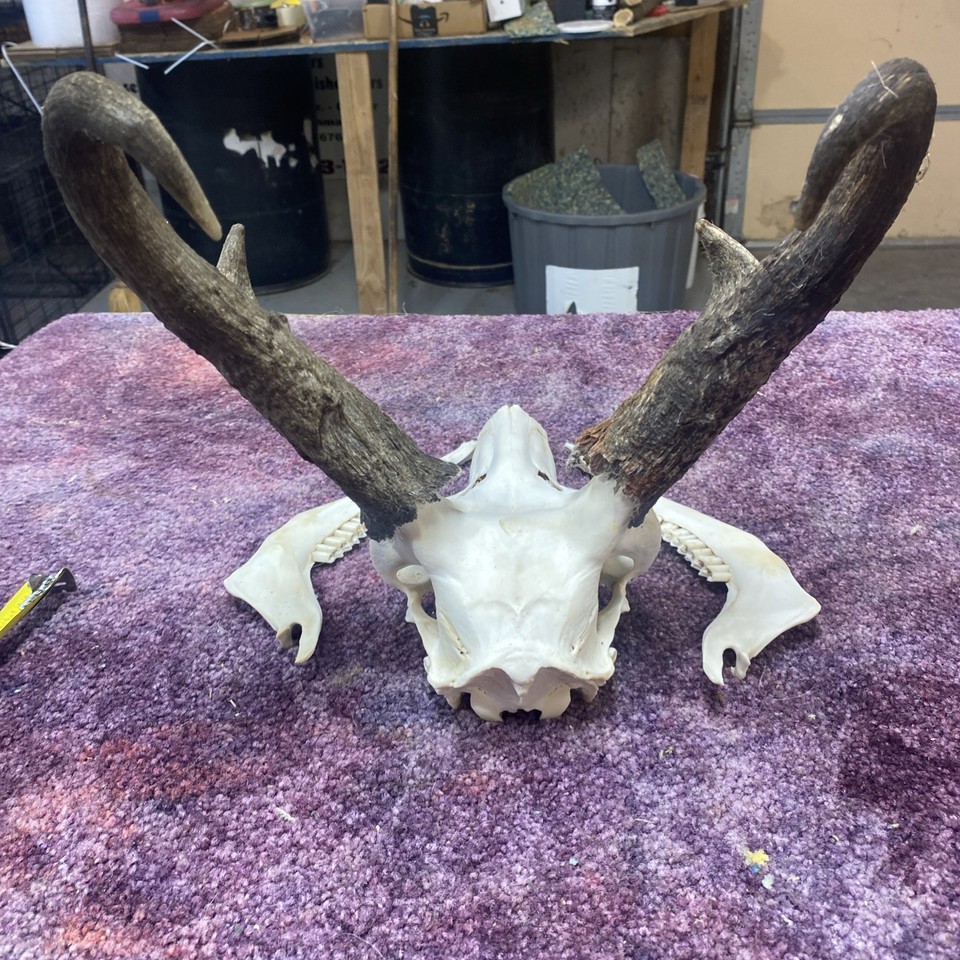 Beautiful Pronghorn Antelope Skull Animal Mount Cabin Western Yard art ...