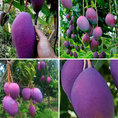 Purple Mango Thai Mango grafted tree Violet Mango Fruit Seeds | eBay