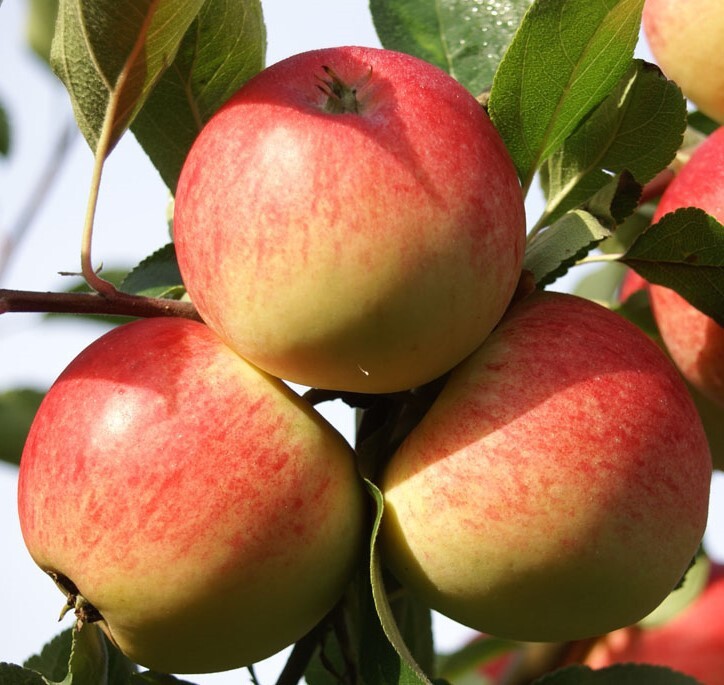 Zwergapfel 'Galina' Apfelbaum knackig süß schwachwachsend Zwergbaum | eBay