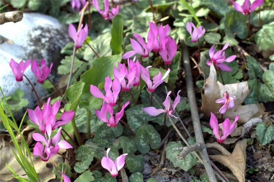4 x Mini Hardy Cyclamen Plants for Pots+Baskets+Rockery,Tracked Post ...