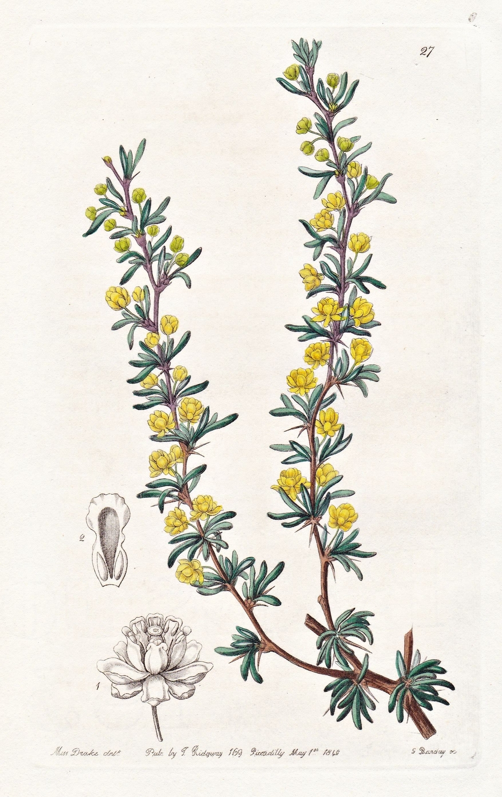 Berberis Empetrifolia America Botany Flower Edwards Copperplate ...