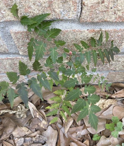 Golden rain tree seedlings (1) 10-14”. Will ship with 3” Pot🌺 | eBay