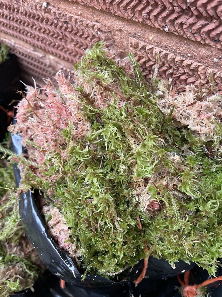 Welsh Fresh Sphagnum Moss Live Mosspole Wreath Terrarium Propagation ...