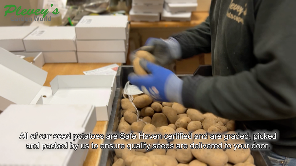 Maris Peer - Summer Planting / Christmas Seed Potatoes - 2025 Stock ...