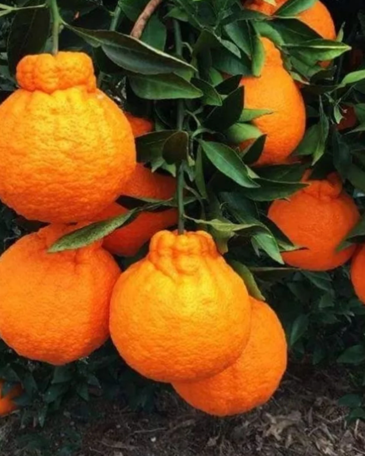🍊 Live Shiranui Plant – 2–3 Feet Tall – Live Fruit Tree in 1 Gallon Pot ...