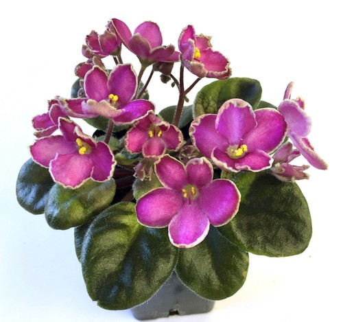 African Violet Hunter's Amazing Aviana (SM)- PLANT in 3oz CUP | eBay