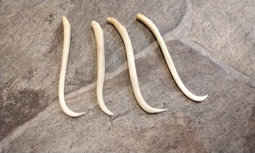 Coon Dick Toothpick For 1 Usable Raccoon Baculum Made Into A Toothpick | eBay