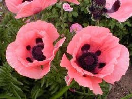 35+ Papaver Orientale Princess Victoria Louise Poppy Perennial Flower ...