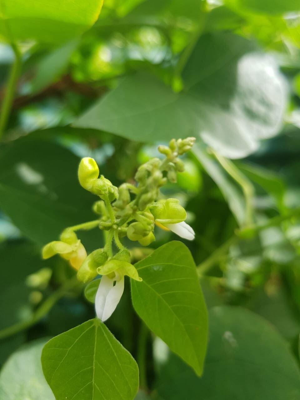 50+ Ceylon Lima Bean/ patani beans Seeds Non GMO Free Shipping | eBay