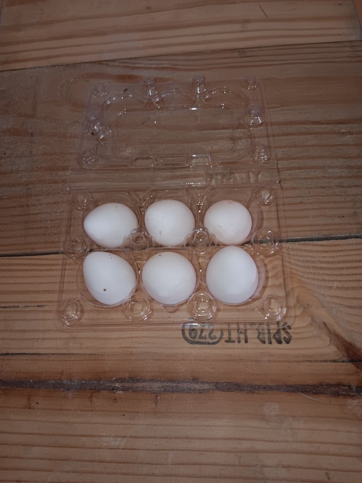Bobwhite Quail Fertile Hatching Eggs. 18 Eggs free Shipping NPIP and AI ...