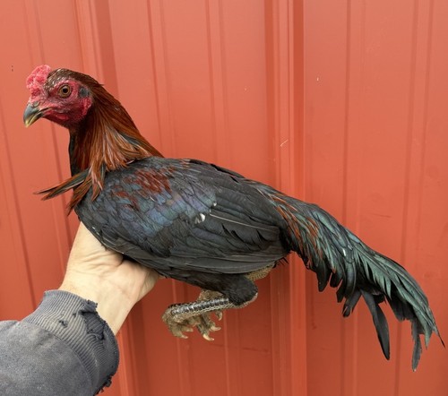 8+ SHOWME SAM GOWDY BLACK JAP DIRECT 89 FERTILE GAMEFOWL HATCHING EGGS ...