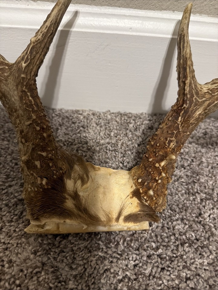 8 Point Whitetail Deer Antler Southeast USA Rack Horn Skull Plate Decor ...