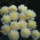 Centaurea Imperial White Bride 2,000 seeds | eBay