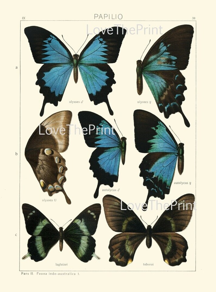 Vintage Butterfly Chart Wall Art Set of 9 Prints Beautiful Antique ...