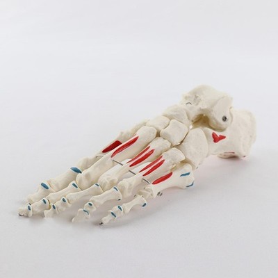 Life Size Human Foot Skeleton Model, Plantar Muscle Ligament, Anatomy ...