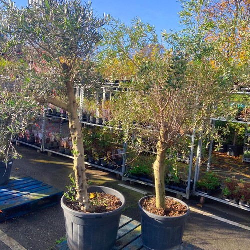Hardy Olea Plant Large Trunk Olive Tree mature specimen @ 100L pot 2.2 ...