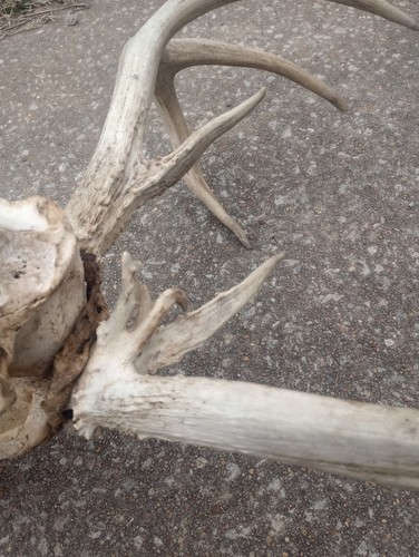 Large Naturally Mummified Whitetail deer skull Non Typical antlers 10 ...