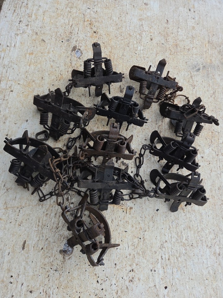 Lot (11) Victor Duke Number 1 1/2 Coil Spring Coilspring Traps Trap | eBay