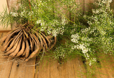 ASPARAGUS RACEMOSUS - SHATAVARI / INDIAN ASPARAGUS, 20 seeds + FREE ...