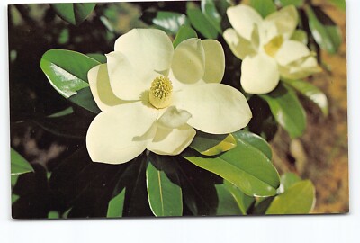 Beautiful Magnolia State Flower Mississippi Louisiana Chrome Postcard ...