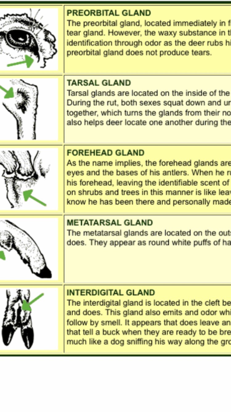 Mock Scrape, Hemp Rope, Licking Branch (3/4” X 4’) | eBay