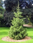 Himalayan Spruce, Picea smithiana, (Morinda Spruce), Tree Seeds ...