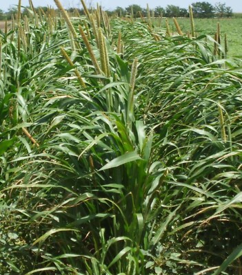 Hybrid Pearl Millet Food Plot Seed (5 lb) Free Shipping | eBay