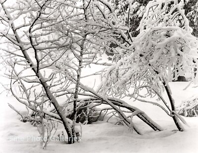 1929/80 Vintage ANSEL ADAMS Landscape Yosemite Locust Trees Snow ...