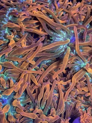 CORAL COMBO PACK BOGO Rainbow Bubble Tip Anemone 1-2 inch, Rainbow ...