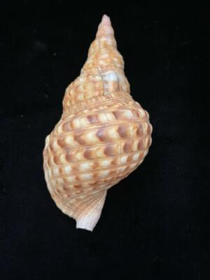 Triton Trumpet Seashell, 7" Caribbean Conch 177.8mm with operculum | eBay
