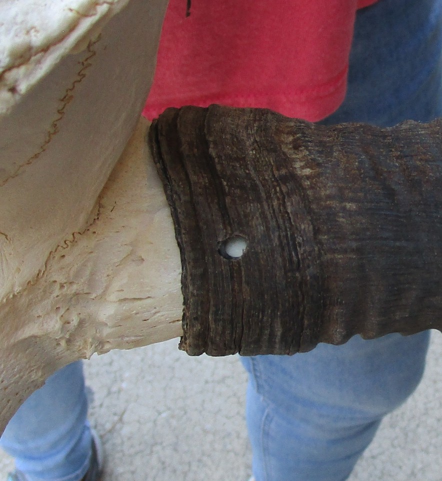 Real South African Gemsbok/Oryx Skull w/33-34" horns taxidermy #50684 ...