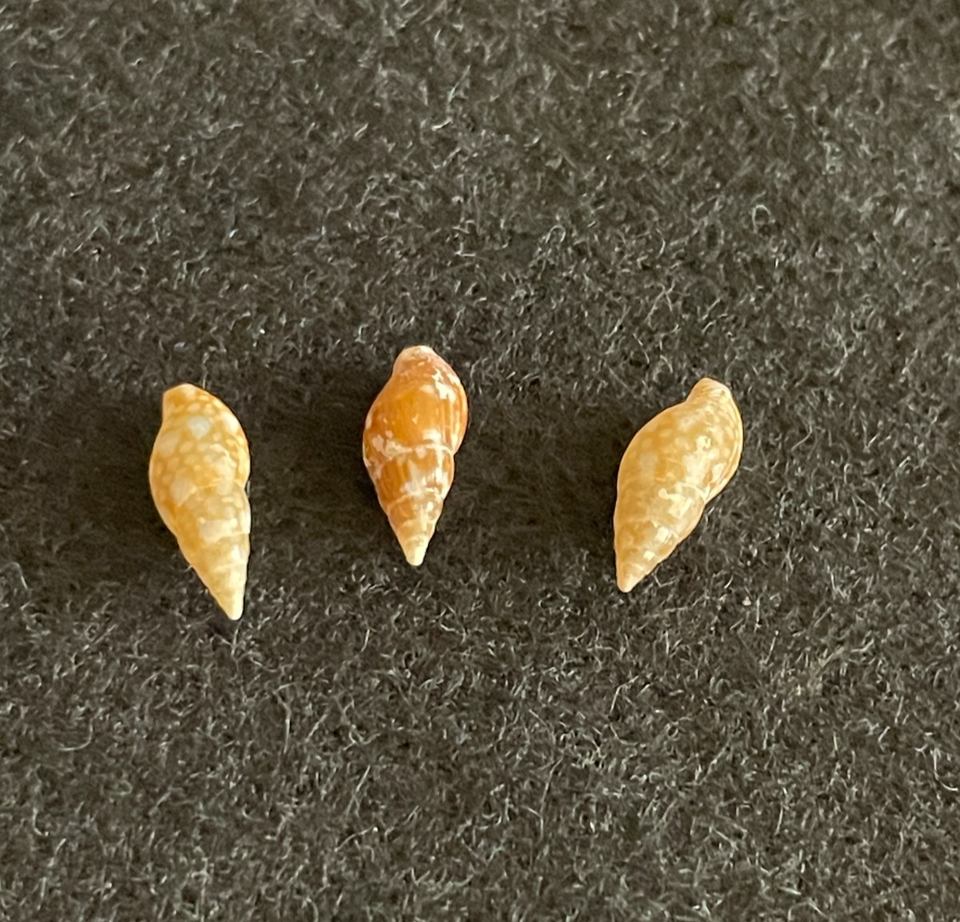 3 Mitrella gausapata Gould 8 mm - 9 mm Washington, USA | eBay