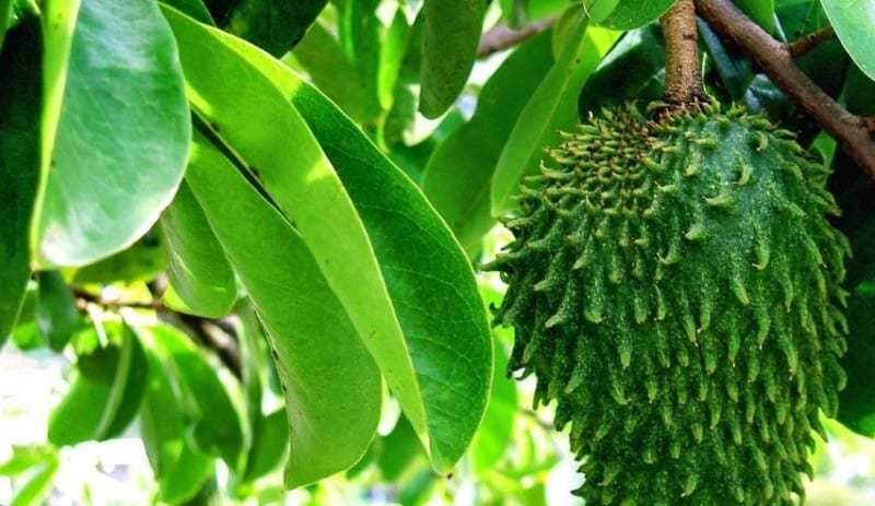 Graviola Leaf 100 Pure Nongmo Raw Soursop Leaf Powder Graviola Soursop