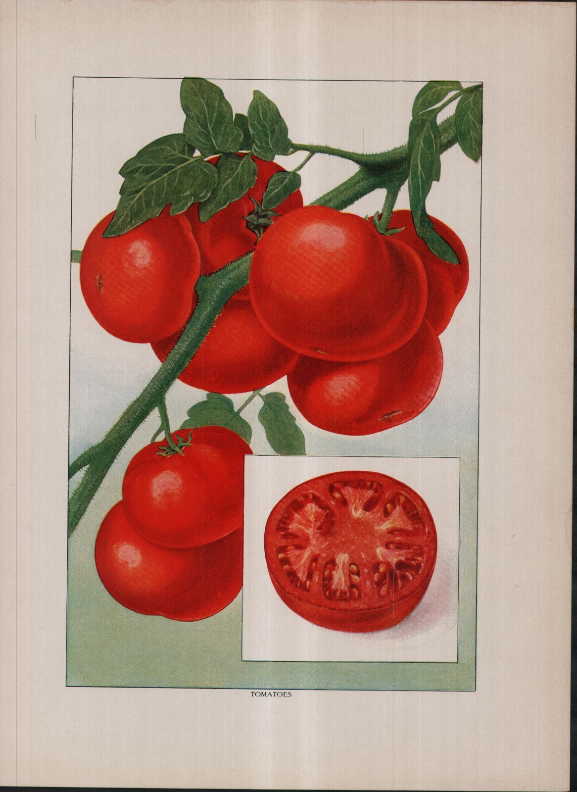 Tomato Plant Botanical Drawing