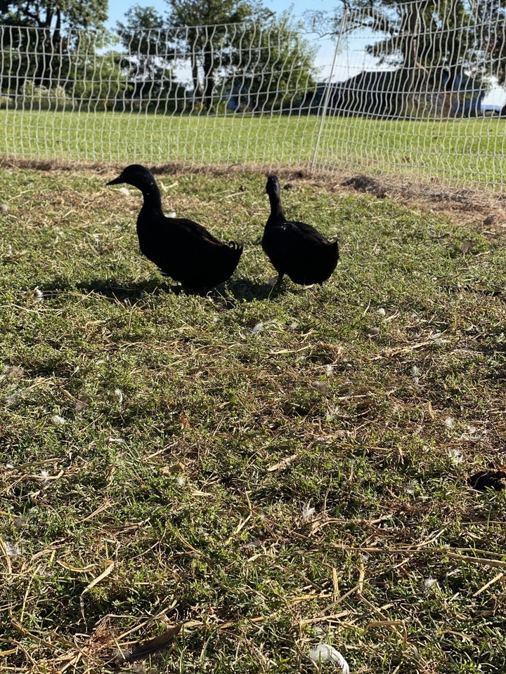 3 Fertile Cayuga + Cayuga Mix Duck Hatching Eggs - Rare Grey/Black Egg ...