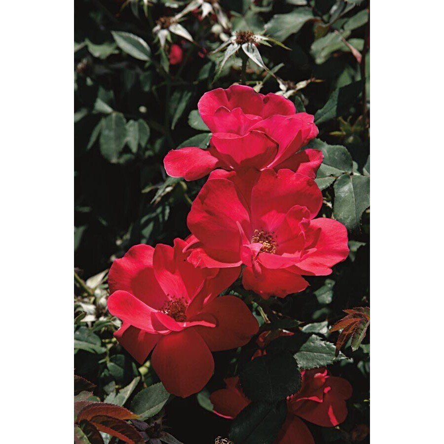 Rose Bush KNOCK OUT RED 3 Unrooted 6" Live Flower Plant Cuttings Shrub ...