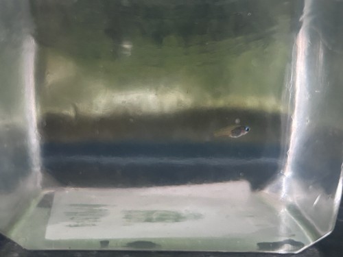 Daisy Blue Medaka Rice Fish | eBay