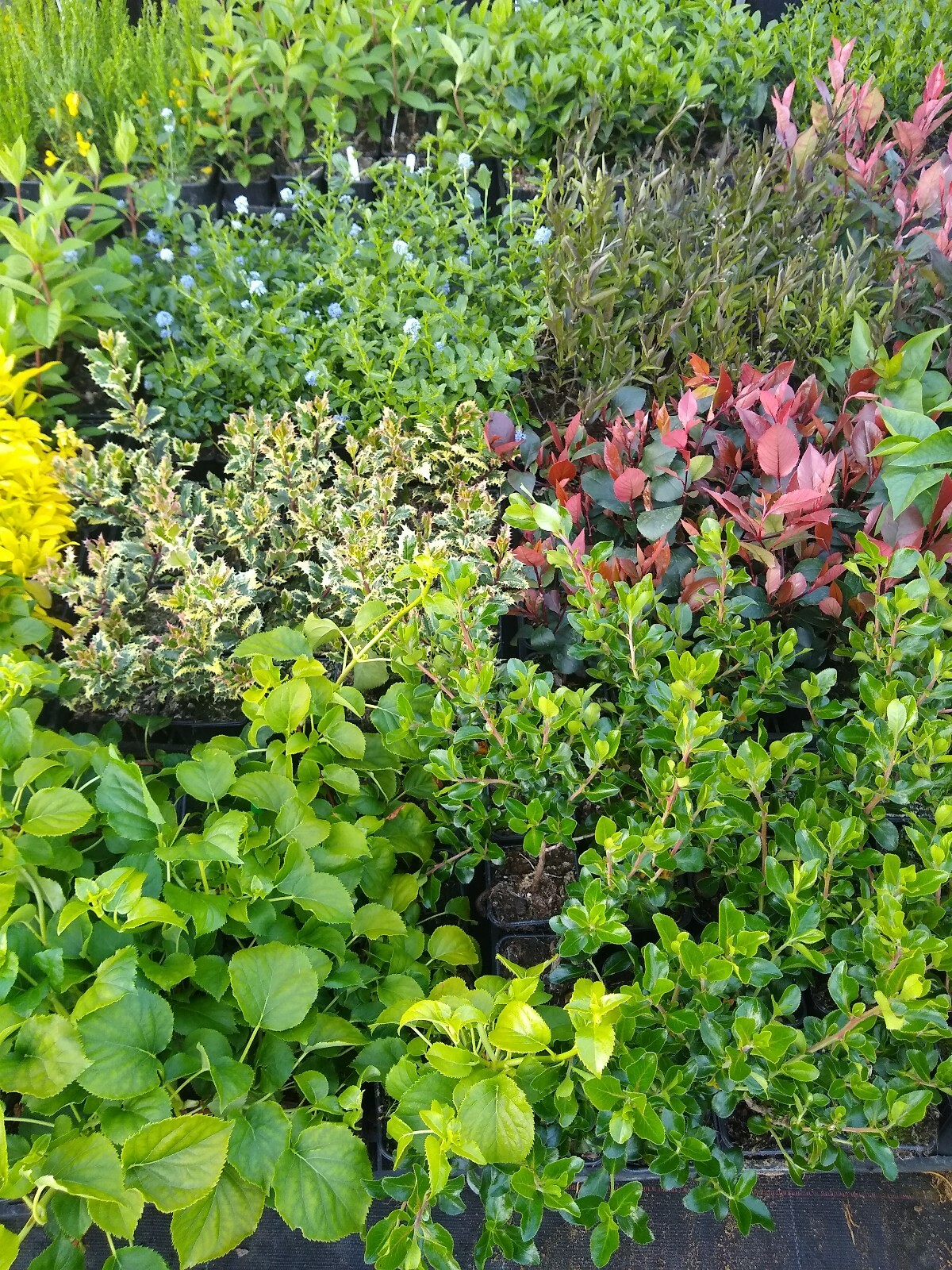 6X EVERGREEN SHRUBS MIXED PLANTS WINTER HARDY, 9 cm POTS, EASY TO GROW ...