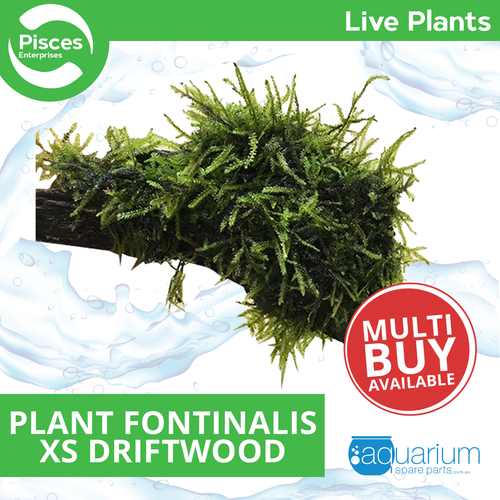 Pisces Live Plant Fontinalis - Extra Small Driftwood | eBay