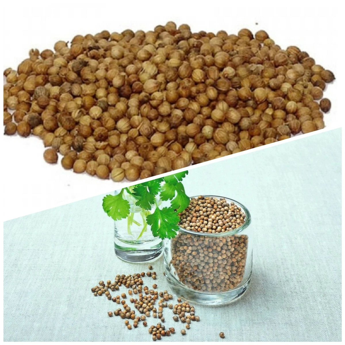 Whole Coriander Seeds