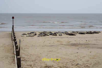 Photo 6x4 Seals on Horsey Beach Horsey Corner c2015 | eBay UK