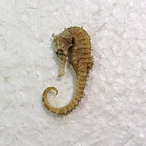 NATURAL DRIED SEAHORSE SKELETON HIPPOCAMPUS ERECTUS SPECIMEN NAUTICAL ...