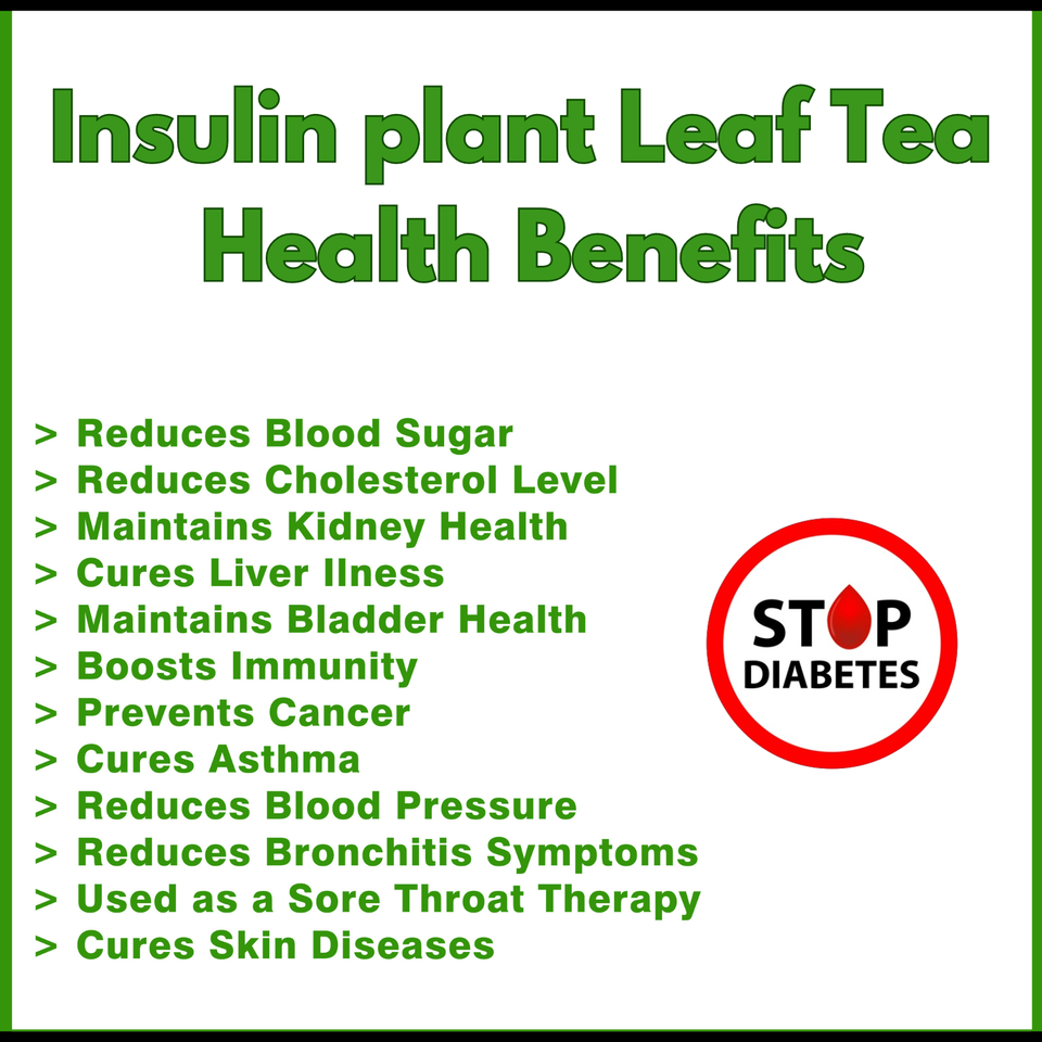 Insulin Plant Leaf Powder Costus Igneus Leaves Tea Thebu Diabetic ...