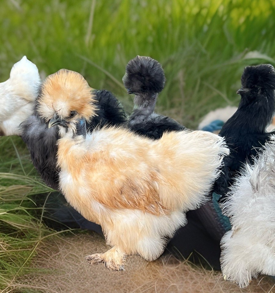 12 Showgirl Silkie Hatching Eggs! Quality-Designer Colors! SHIPS FAST ...