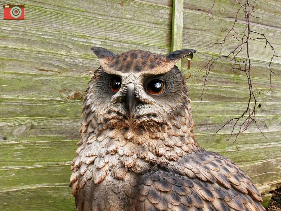 EAGLE OWL, LIFE SIZE & STUNNING, Ultra Realistic For Home & Garden ...